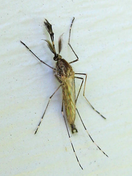 Pest Control Colorado Springs Colorado - Mosquito Control