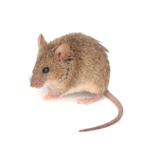 Different Types of Rodents & Rats Species in Colorado