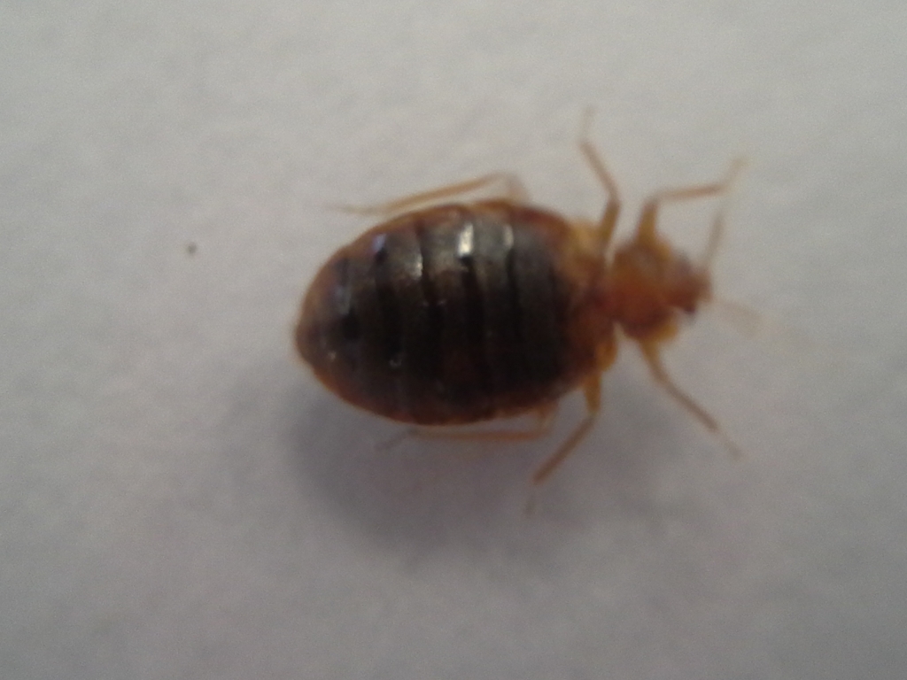 Bedbugs Myths and Facts - Mug-A-Bug