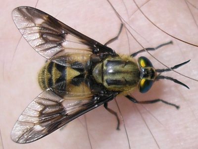 Understanding Colorado Biting Flies — Mug-A-Bug Pest Control