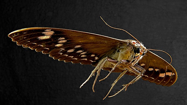 Ready for the invasion? Miller Moth Season in Colorado - Mug-A-Bug