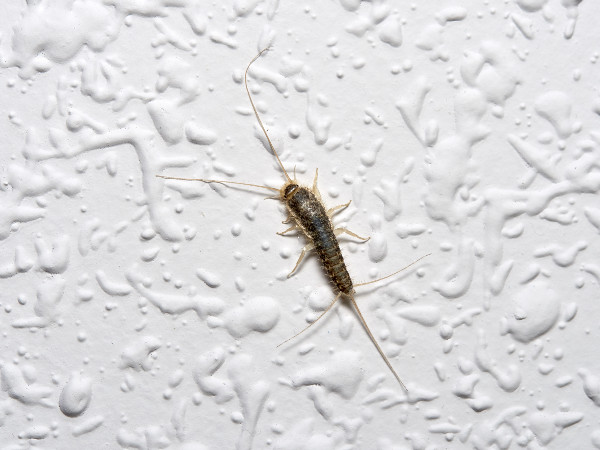 5 Most Common Fall Pests in Colorado - Mug-A-Bug